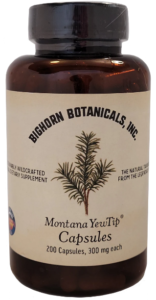 The Healing Power of Montana Yew Tips as Alternative Therapy
